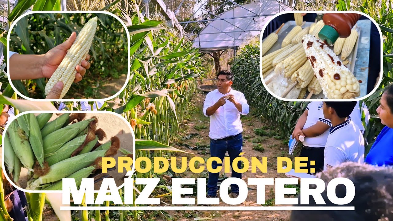 PRODUCCIÓN DE MAÍZ ELOTERO ASGROW 7573 A CIELO ABIERTO EN EL CBTa 10 ...