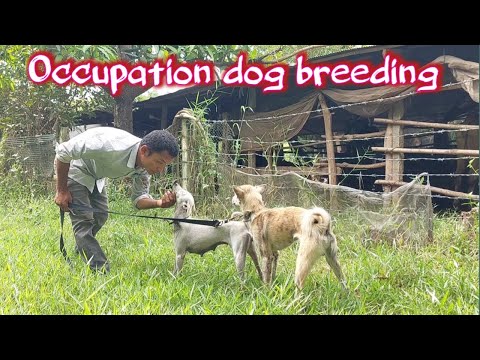Occupation dog breeding