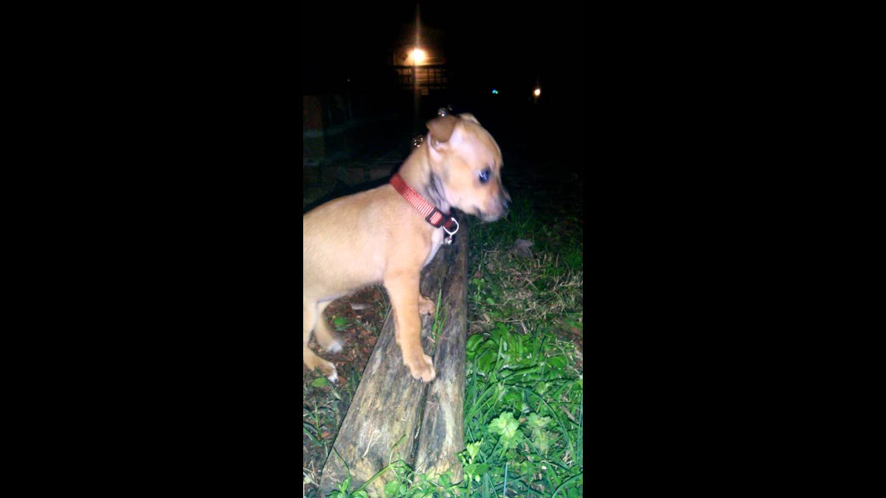 My tiny Love! Chin Pin Puppy - YouTube
