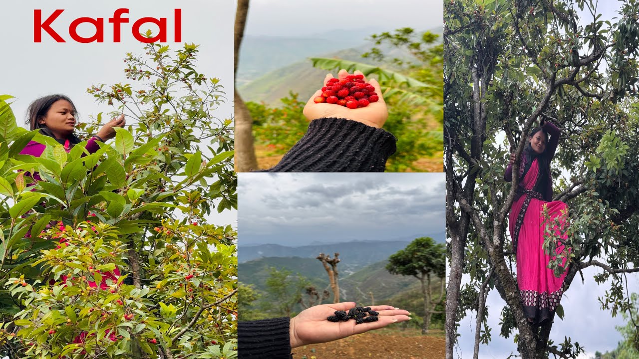 Kafal Tipdai Righa Ma| Bayberry (kafal) | Galkot Righa Baglung | # ...