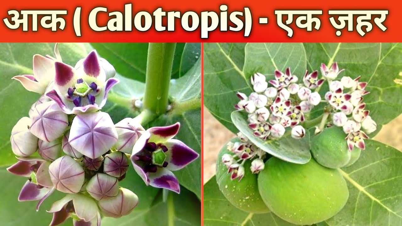 Most poisonous plant | Calotropis | आक का ज़हर - YouTube