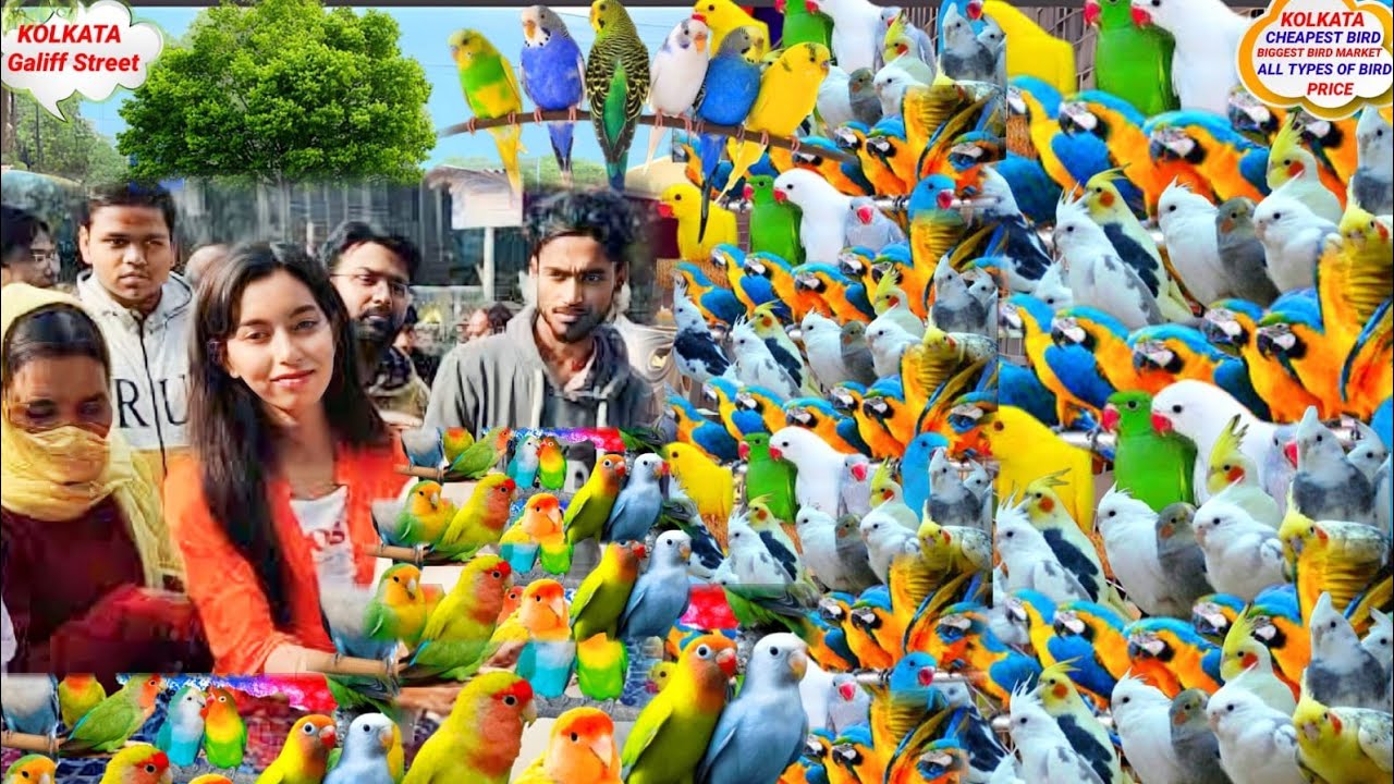 GALIFF STREET BIRD MARKET! KOLKATA BIRD MARKET! GALIFF STREET PET ...