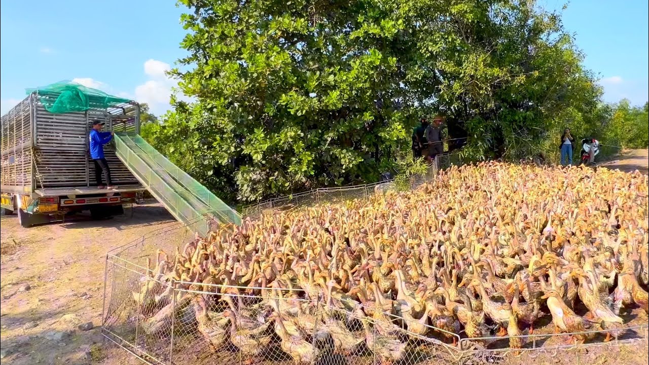 “Massive Flock of Ducks Boarding and Unloading from Trucks – A Must-See ...