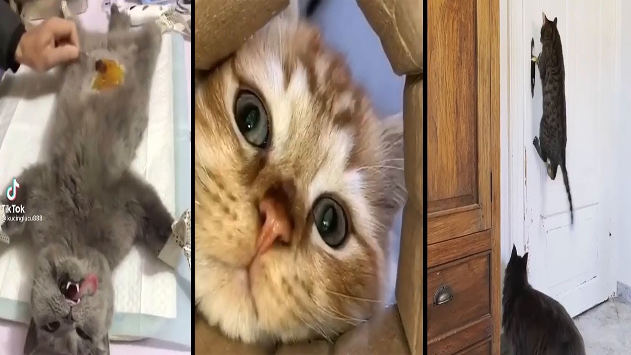 Funny cute & smart Cat Compilation #2 | A 1 1 M - YouTube