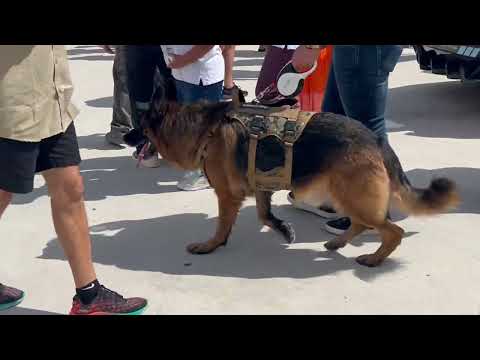 k9 German Shepard Service Dog Jams To The Music
