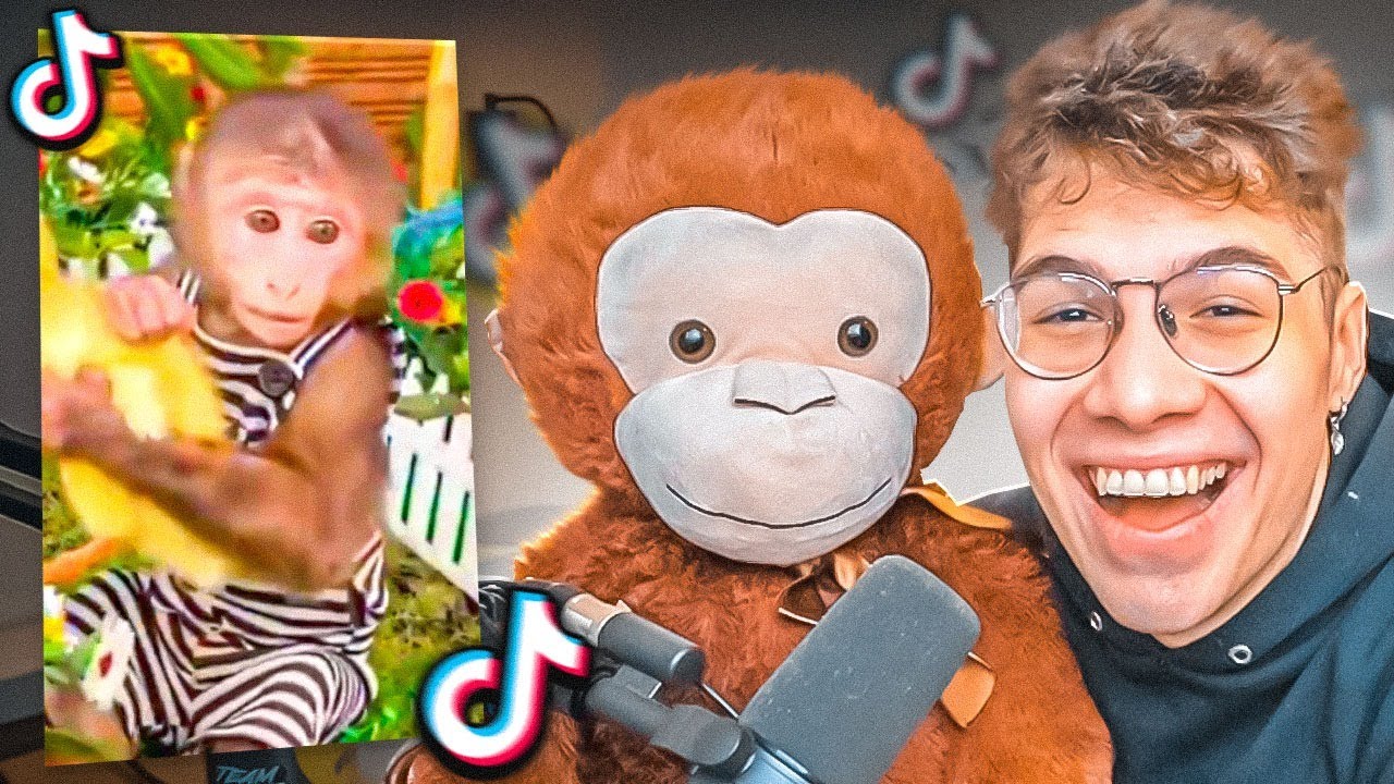 LOS MEJORES VIDEOS DE MONOS 🙉 - YouTube