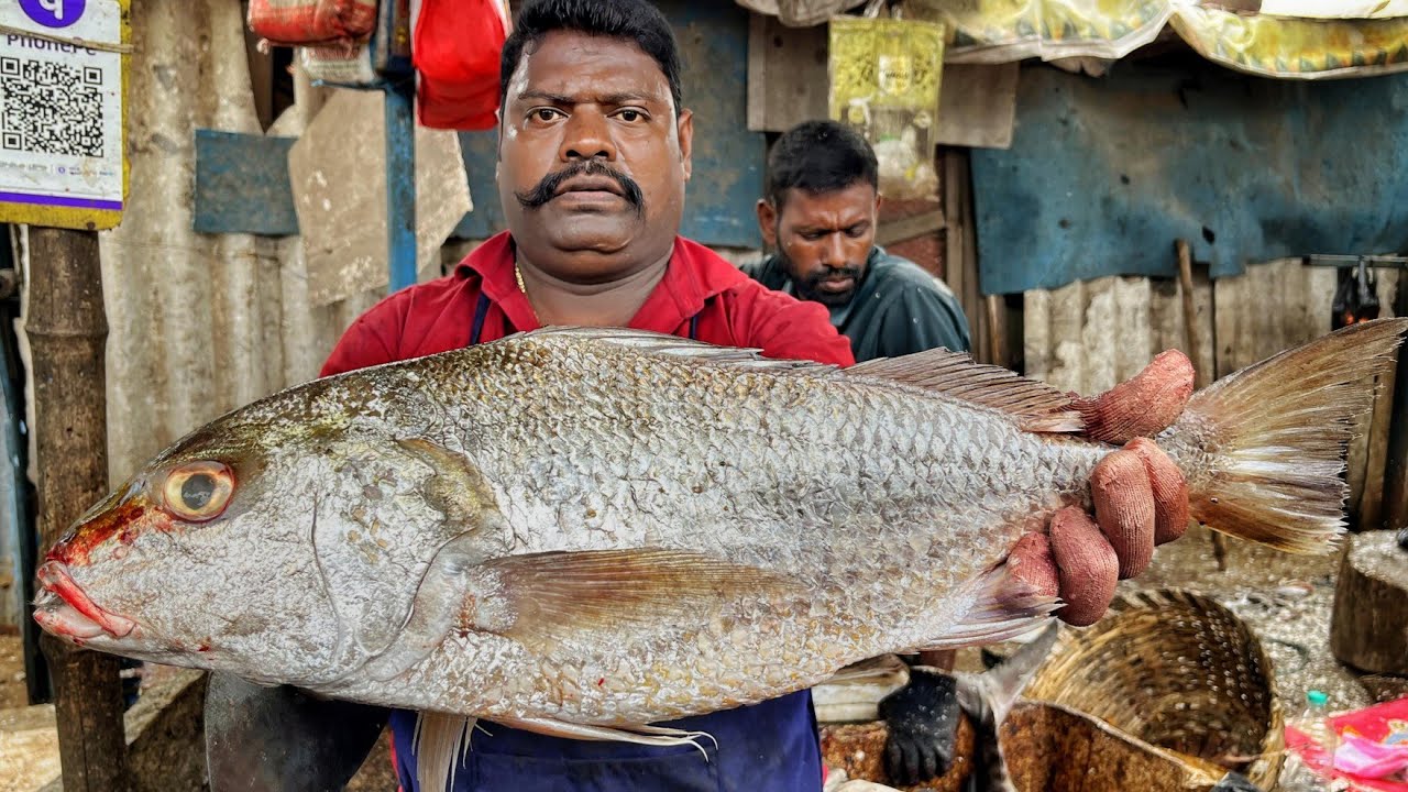 KASIMEDU 🔥 SPEED SELVAM | BIG SIZE KODUVA FISH CUTTING VIDEO | 4K VIDEO ...