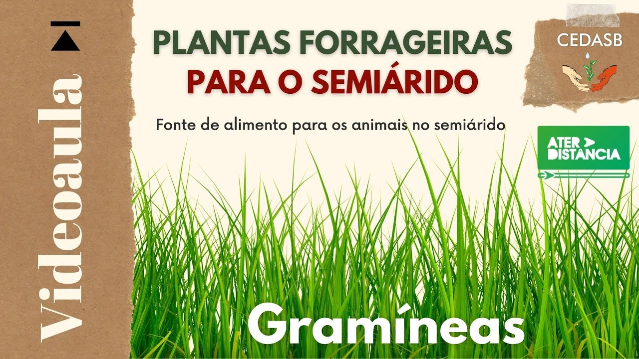 Plantas Forrageiras para o Semiárido - Gramíneas [videoaula ATER a ...