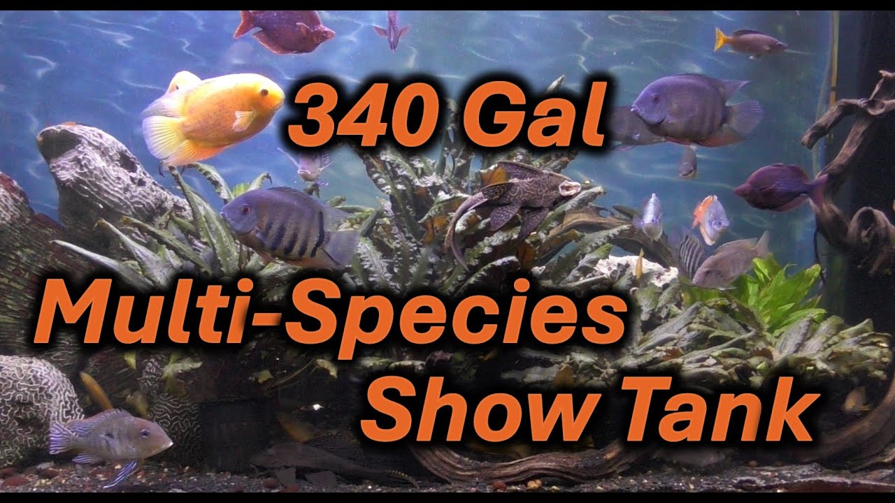 340 Gallon Mult-Species Show Aquarium - YouTube