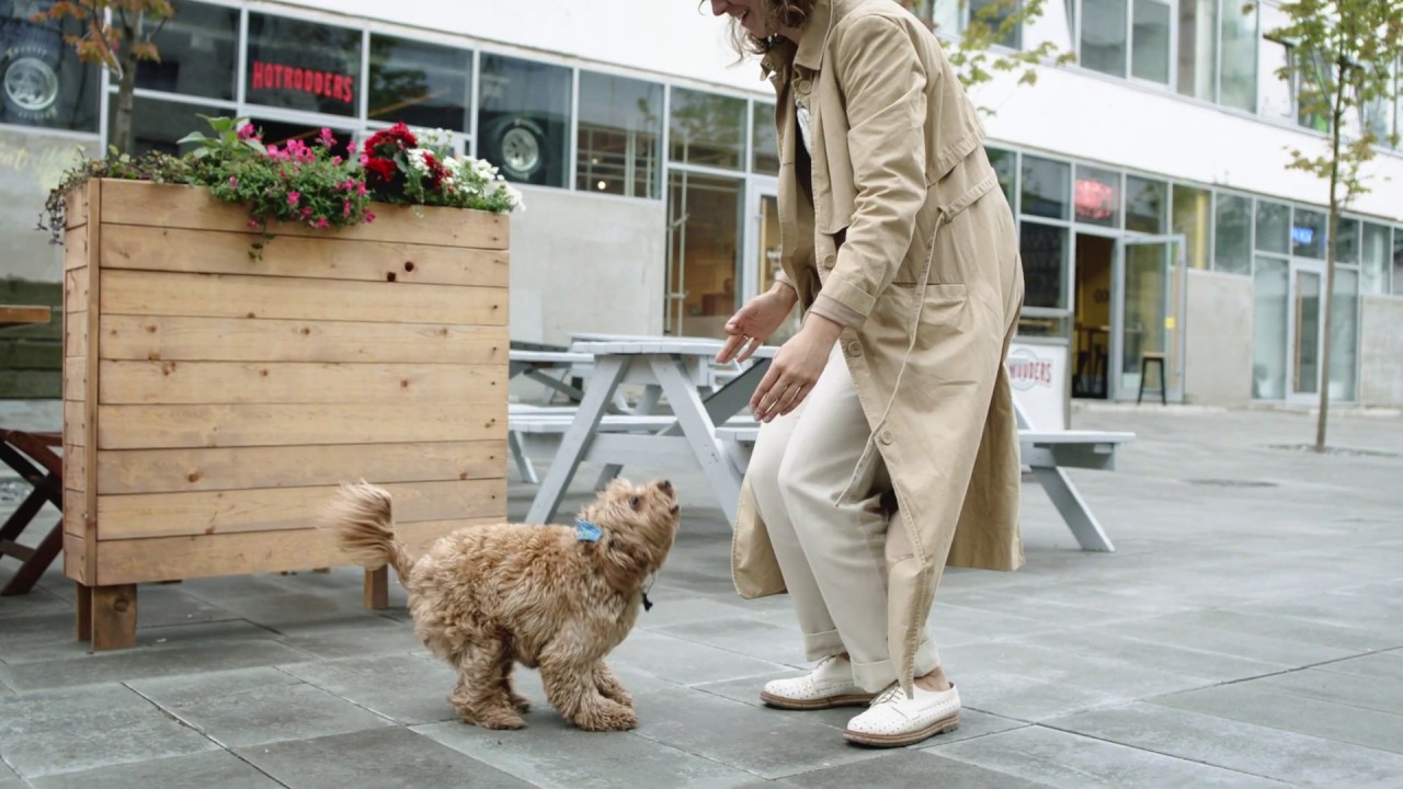 Tamed dog - Happy Pet Training - Love for Pets Dog - Copyright Free ...