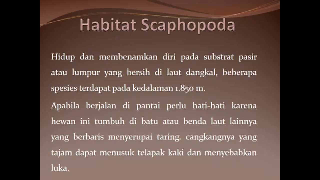 kelas scaphopoda - YouTube