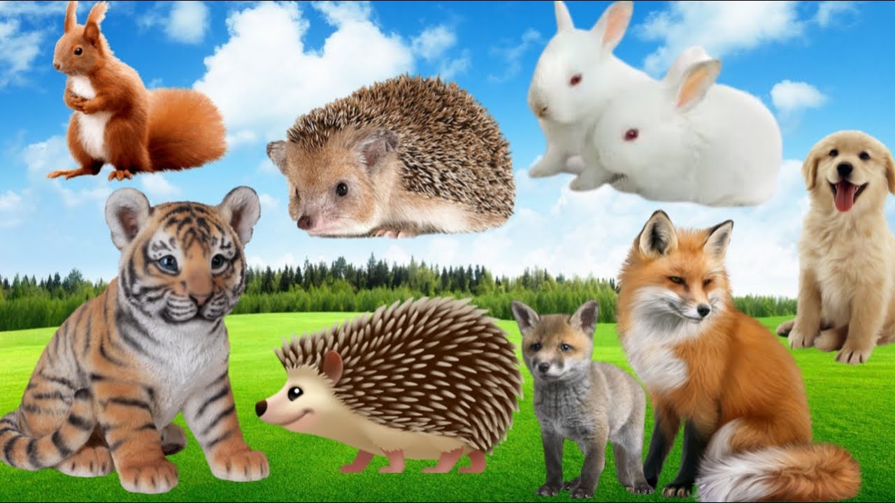 Lovely Animal Sounds Around Us:Red Fox, Lion, Squirrel, Monkey, Tiger ...