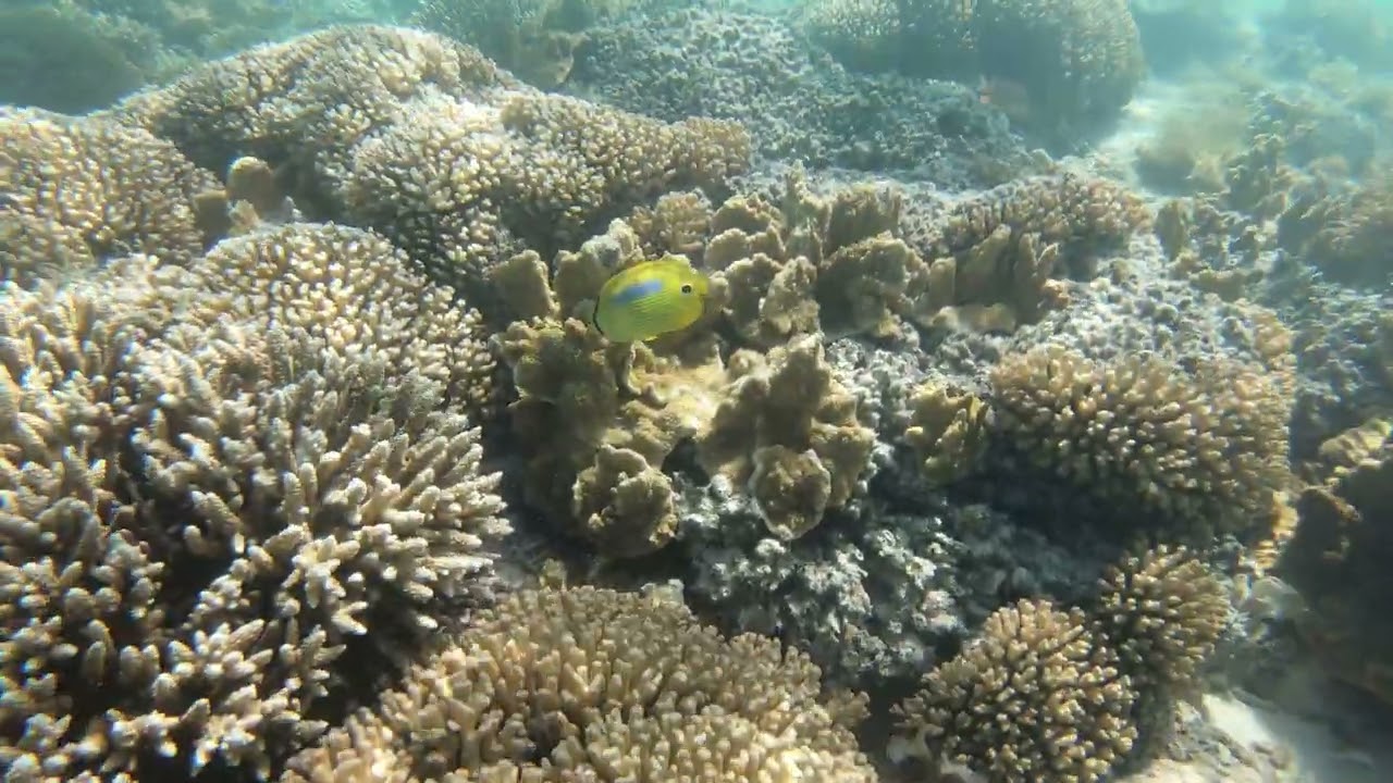 Blueblotch Butterflyfish Chaetodon plebeius at Ned's Beach, Lord Howe ...