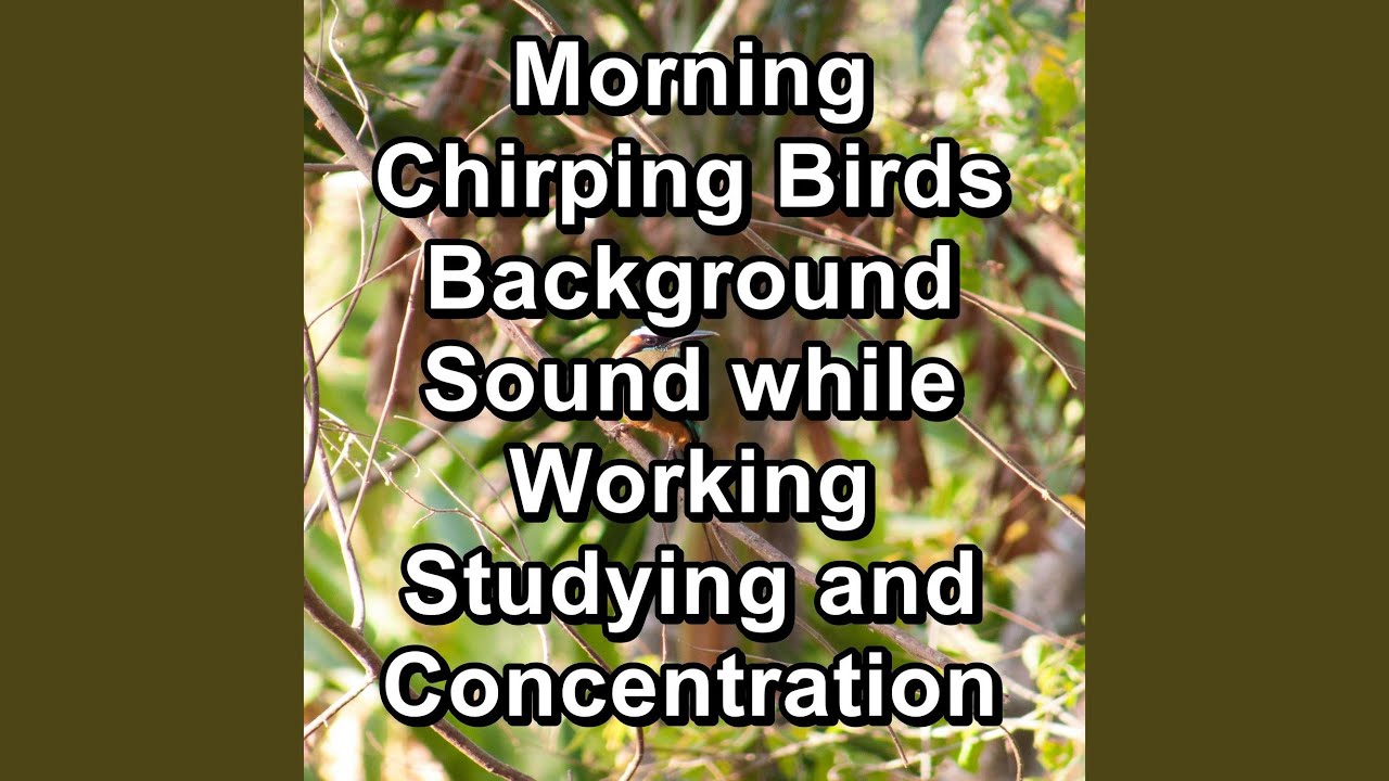 Calm Bird Sounds ASMR Instant Relaxing Peaceful For Meditation - YouTube