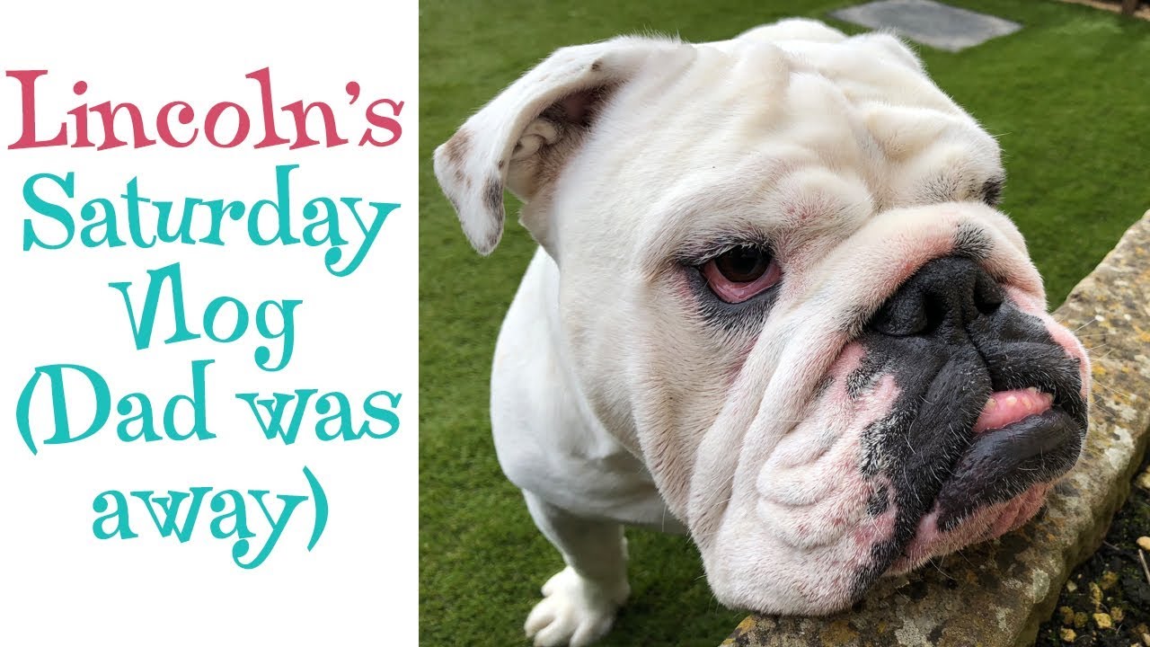 Lincoln's Saturday vlog | ENGLISH BULLDOG - YouTube