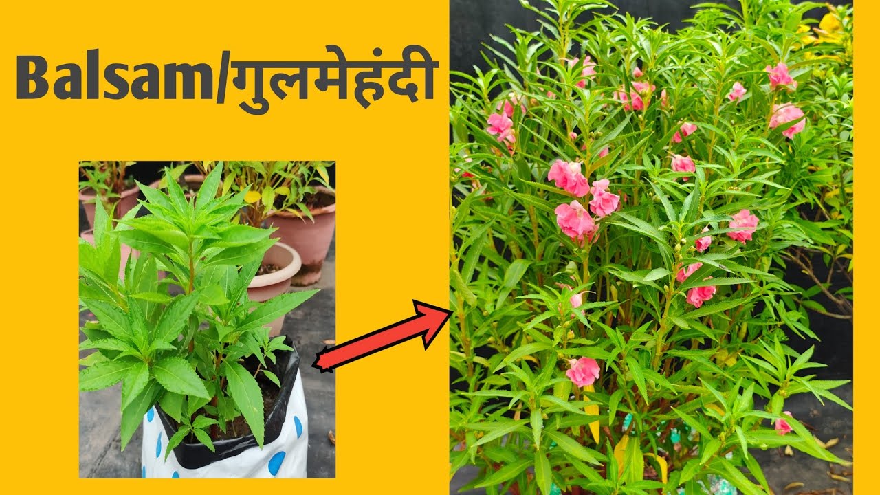 Balsam Plant | Steps you should follow for better RESULTS | गुलमेहंदी ...