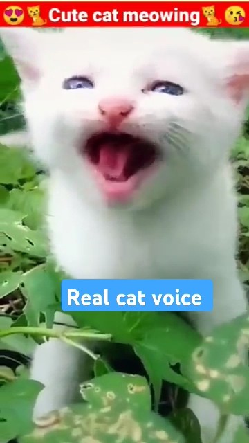 Cute Cat | Cat meowing | Cute Cat meow #cute #cats #catlover - YouTube