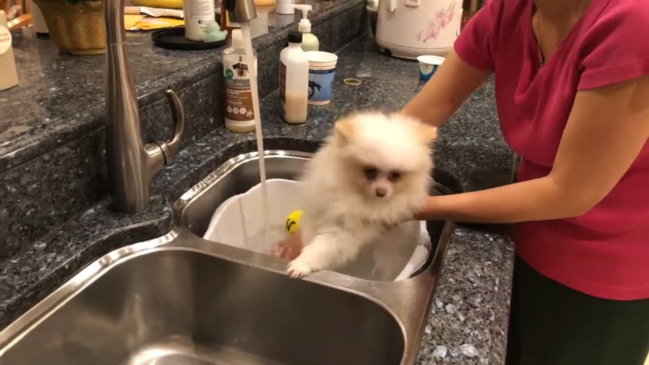 Pomeranian's puppy First Bath: How to Bathe Little Pom - YouTube