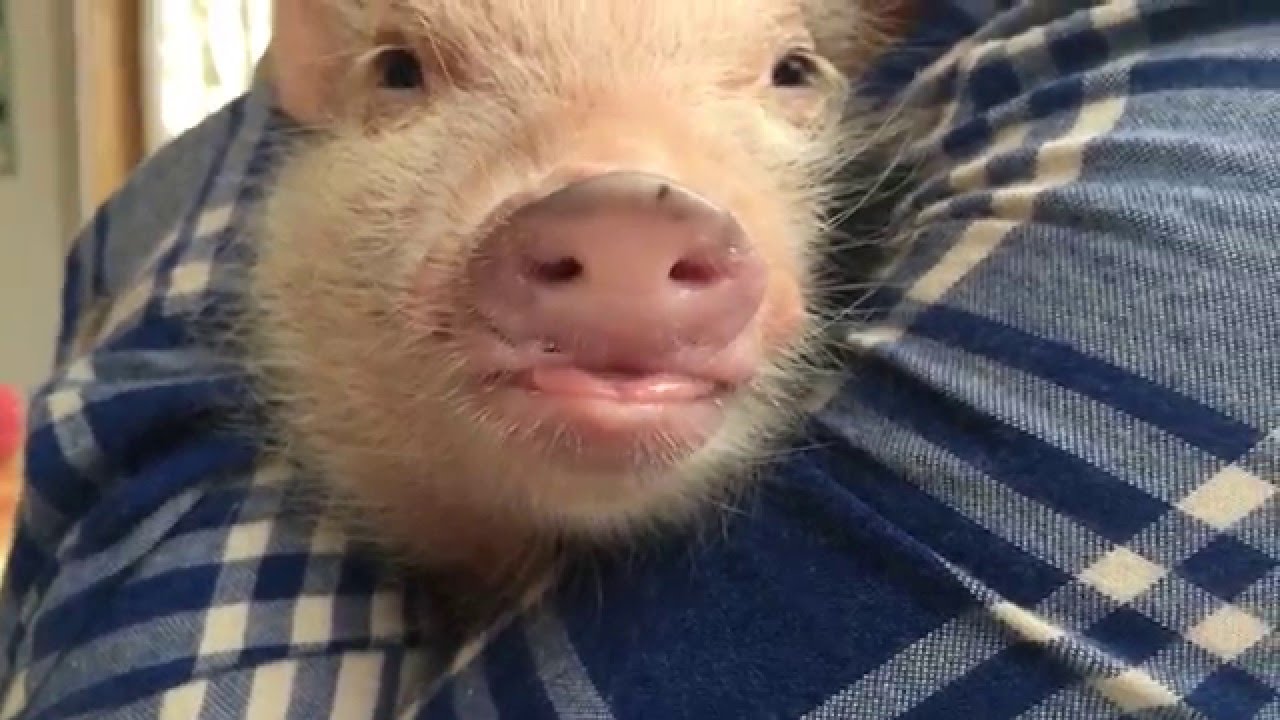 Ruby the Mini Pig - YouTube