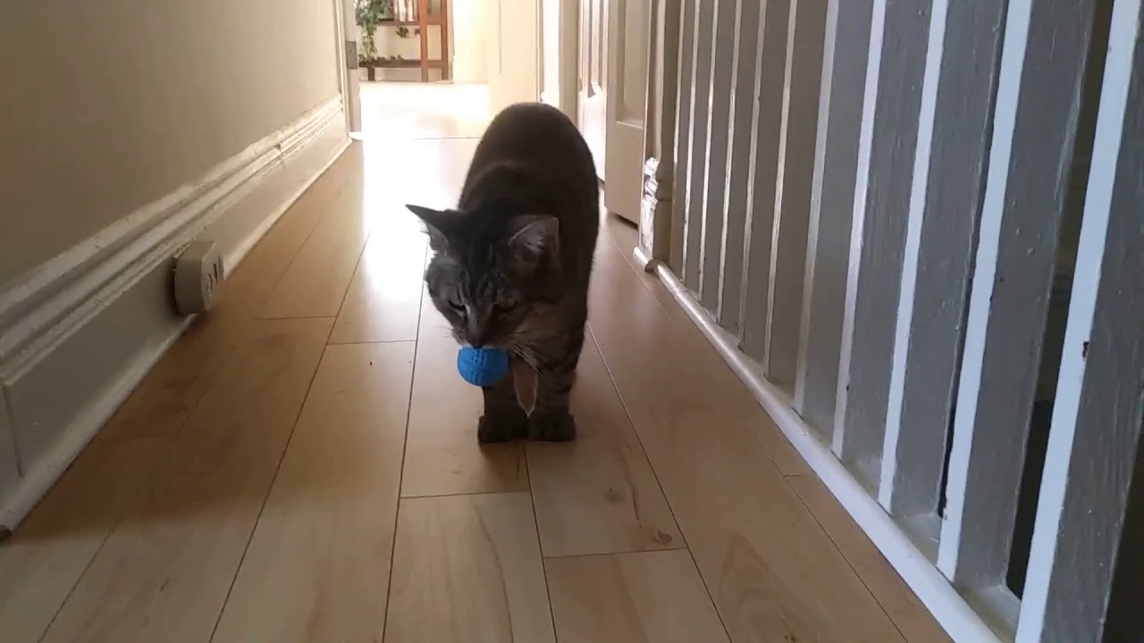 Cat playing fetch - YouTube