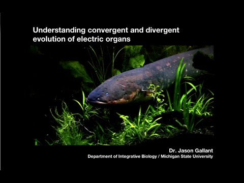 Understanding Convergent and Divergent Evolution of Electric Organs ...