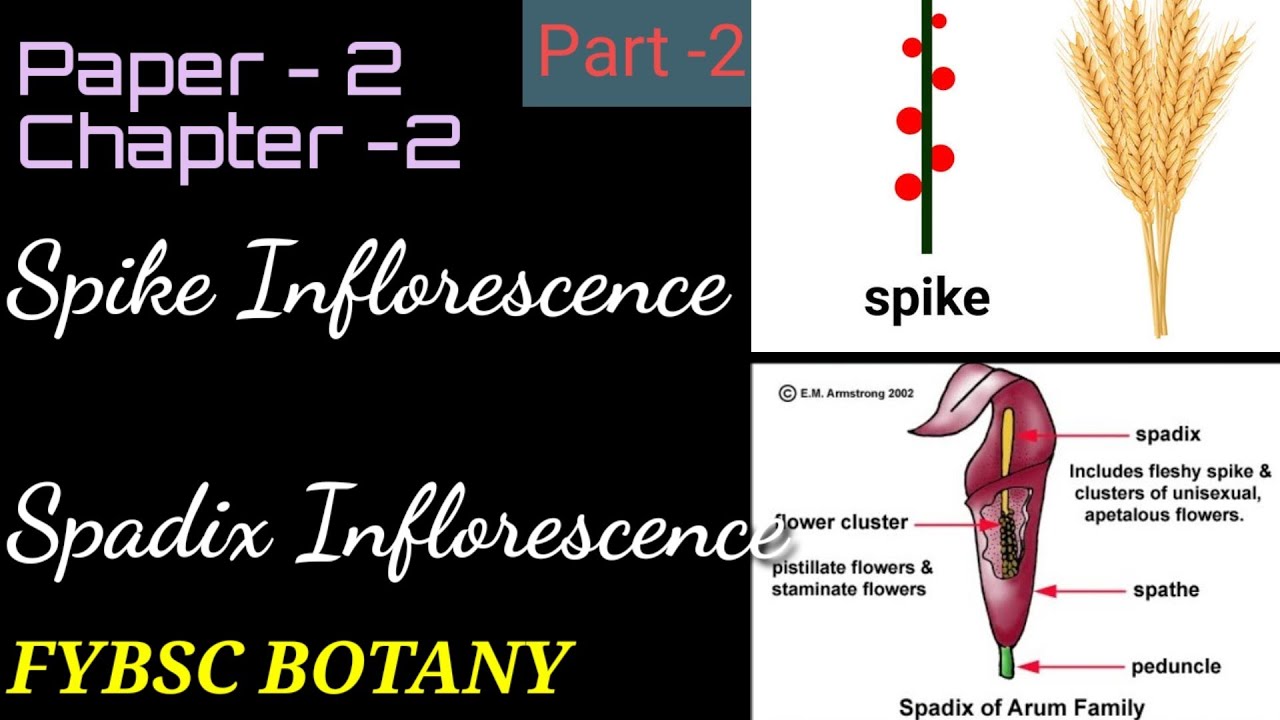 FYBSc | Ch-2(P2) | Spadix Inflorescence | Simple, Compound & Mix ...