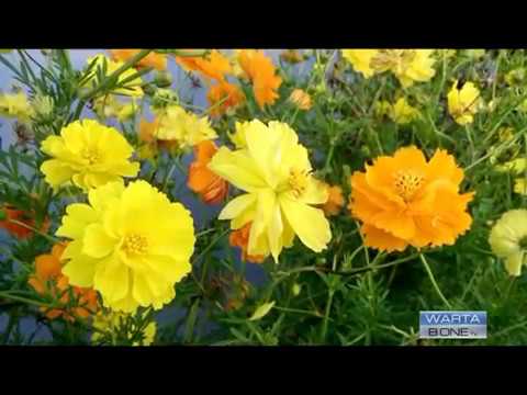 KEINDAHAN BUNGA KENIKIR YANG SANGAT MEMBANTU PETANI - YouTube