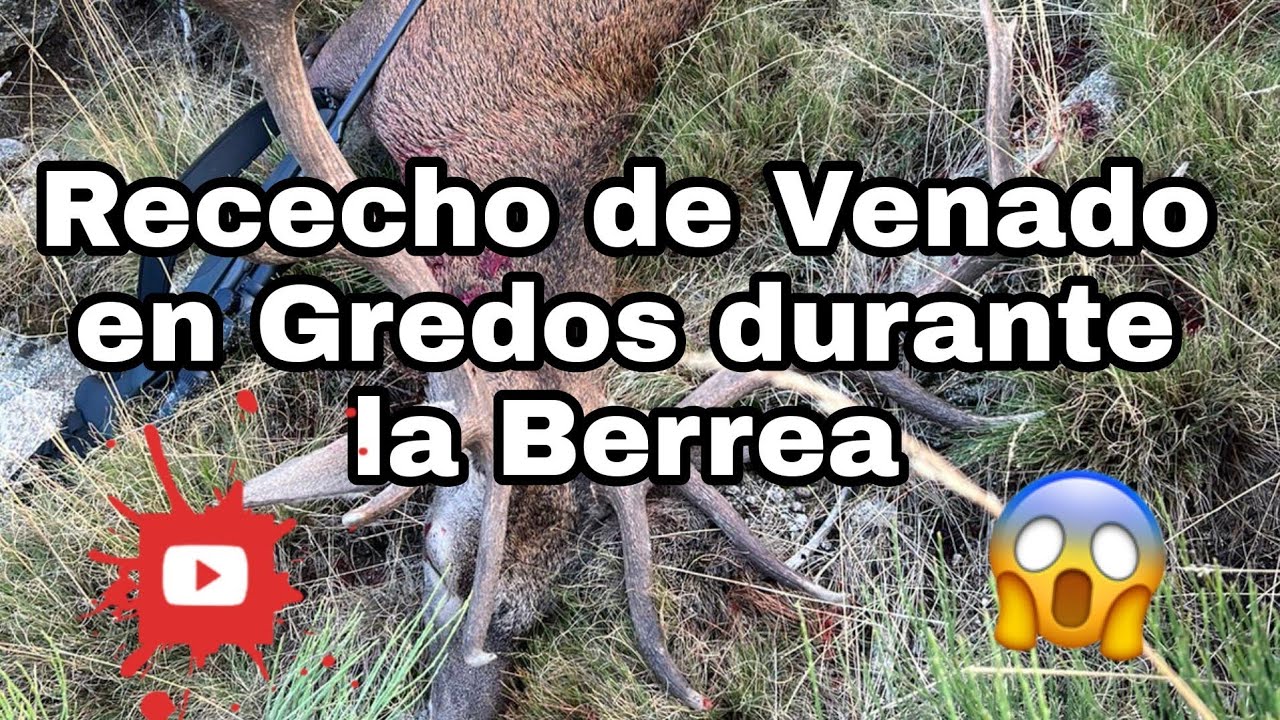 Rececho de Venado en la Sierra de Gredos durante la berrea. - YouTube