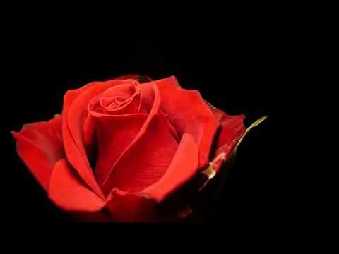Tango of red rose - YouTube