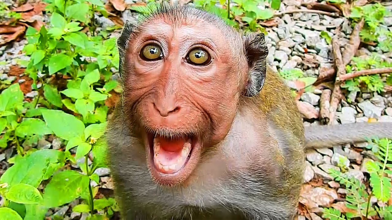 TERRIBLE CRYING SEIZURES JINX MONKEY WAS LEFT ALONE BY MOM JADE MONKEY ...