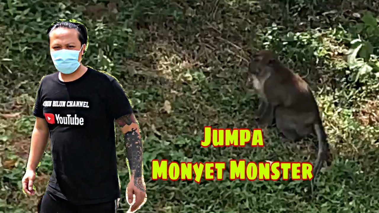 Jumpa Monyet Gemuk Monster,Kalau Dapat Boleh Masak Dalam Buluh. - YouTube