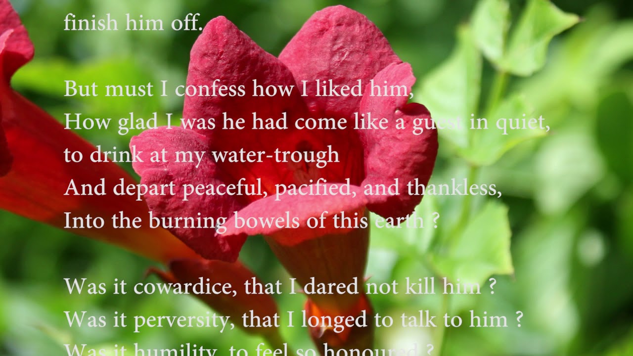 Snake. A poem by D.H. Lawrence - YouTube