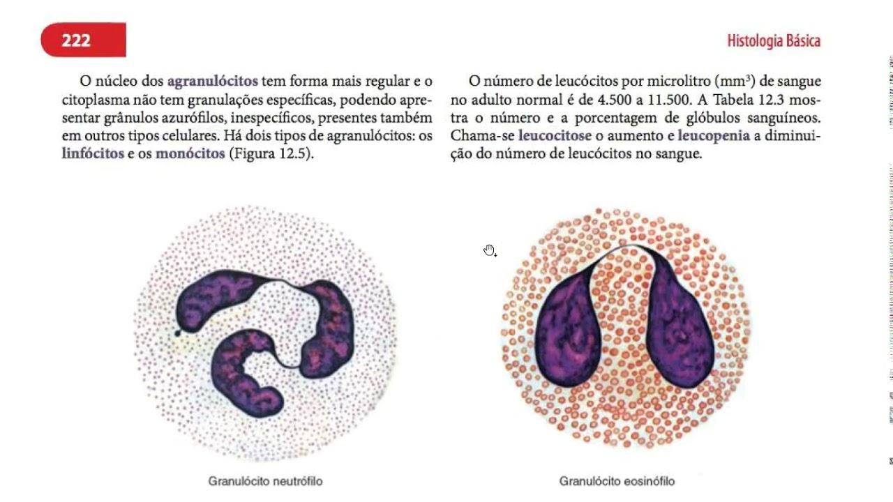 Morfologia dos leucócitos - YouTube