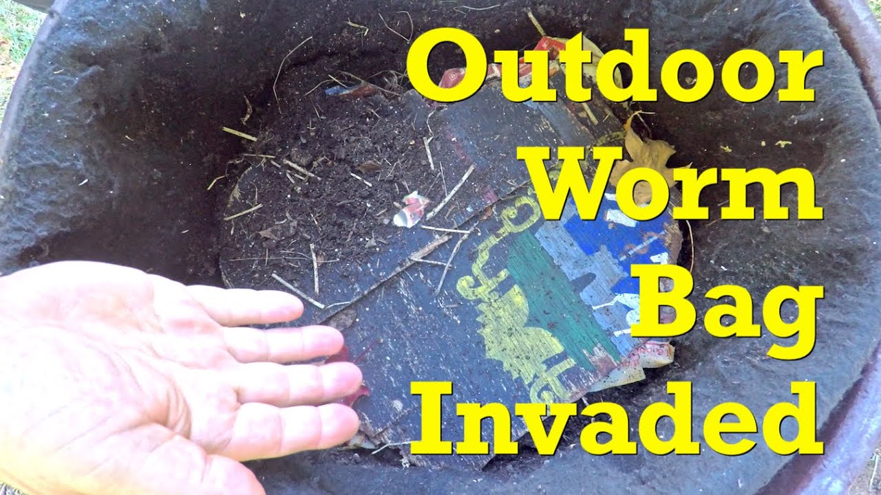 Return after only 8 days to outdoor worm bag v6 due to signs of ...
