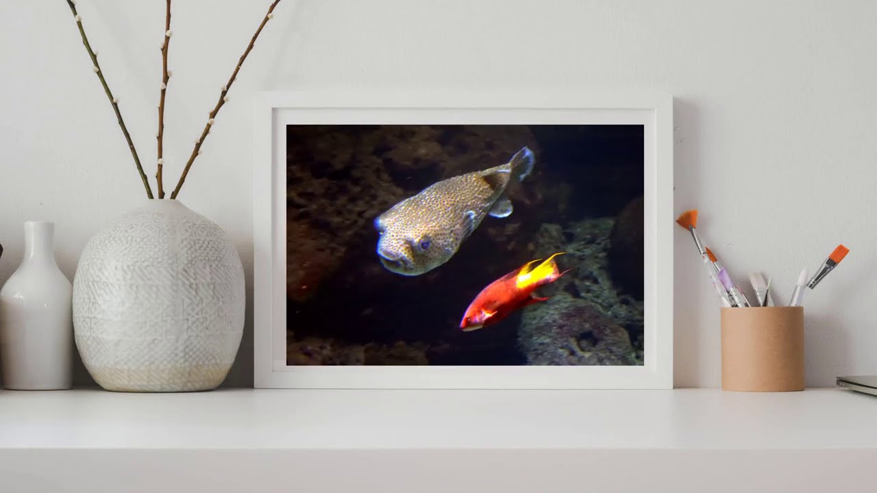 Picture Frame Aquarium 5K - YouTube