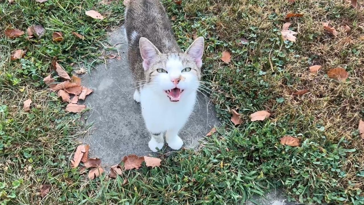 A few cute Cats - YouTube