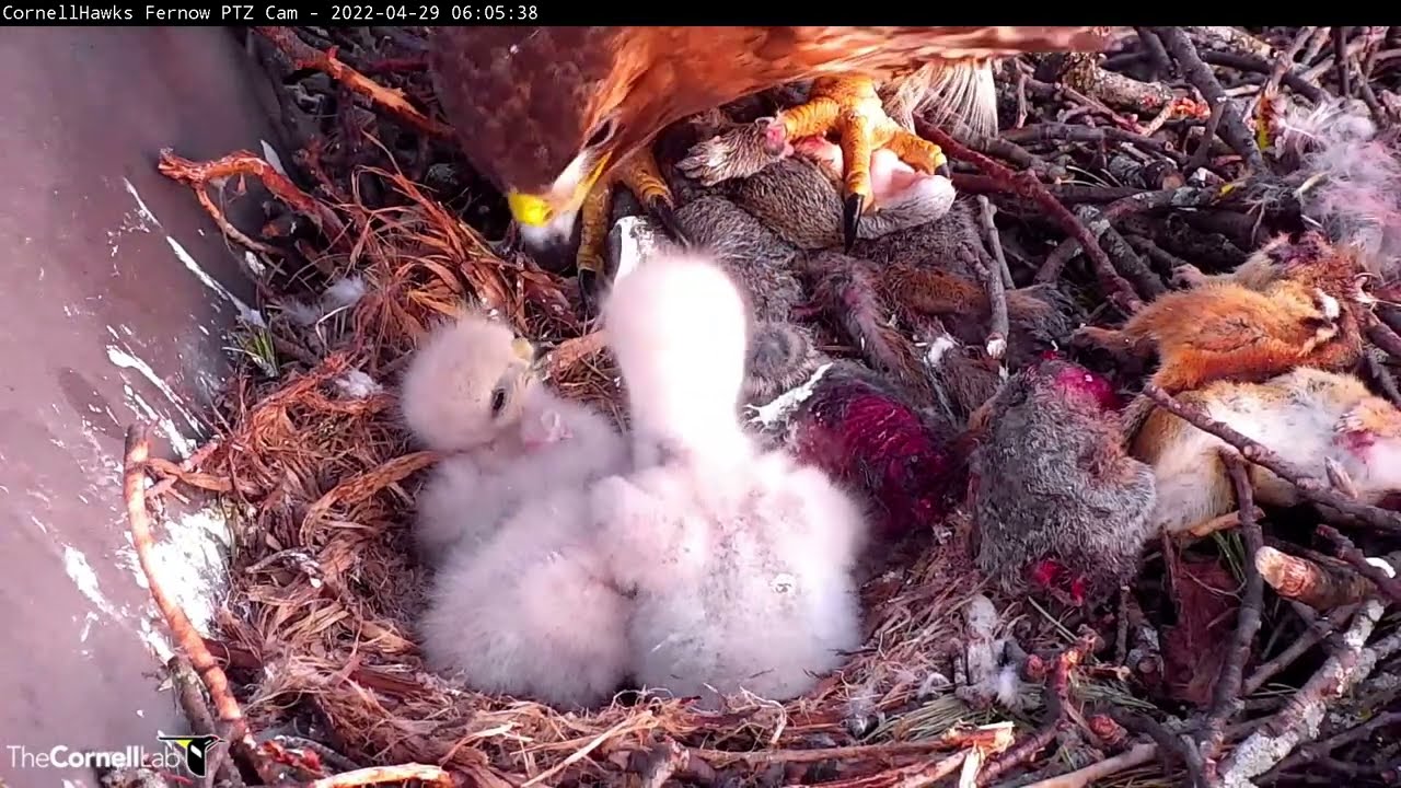 Fourth And Final Red-tailed Hawk Chick Hatches | Meet L4! – April 29 ...