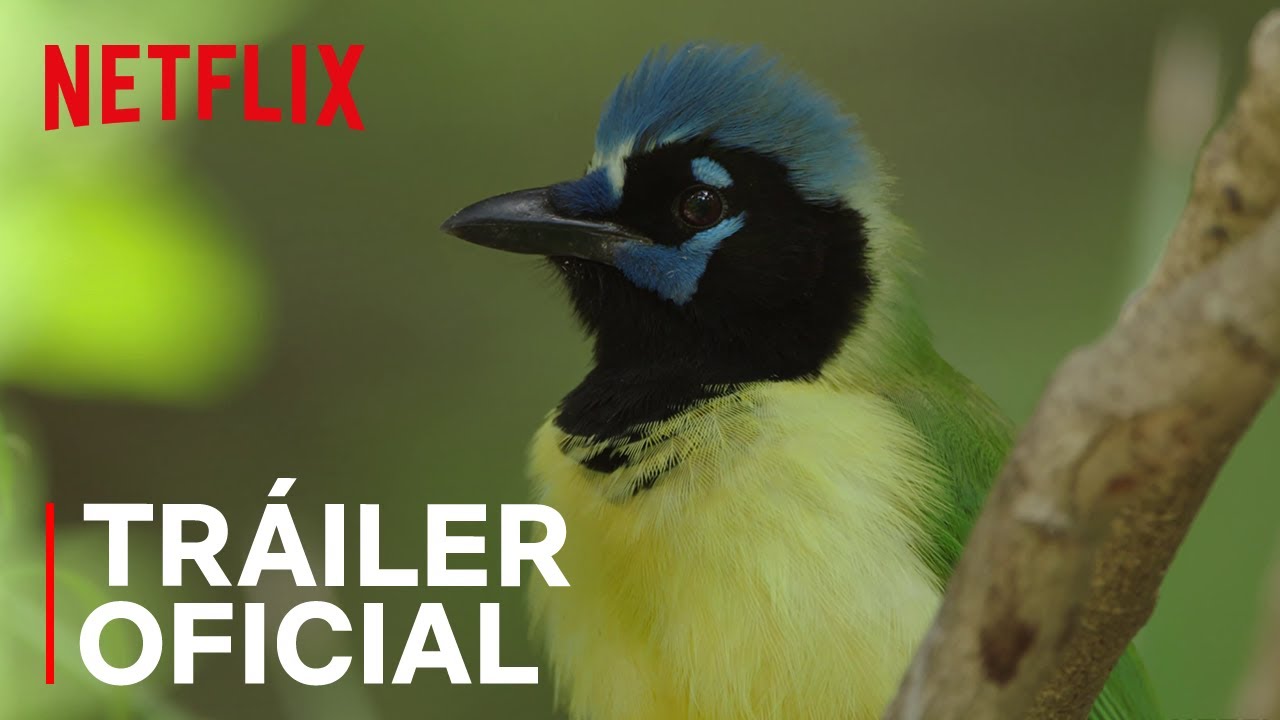 Pajareros | Tráiler principal | Netflix - YouTube