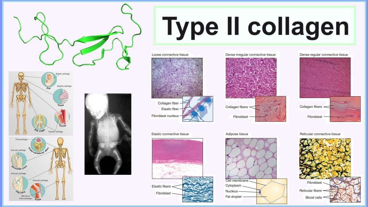 type II collagen - YouTube