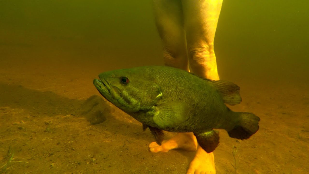 FRIENDLY RIVER BASS - YouTube