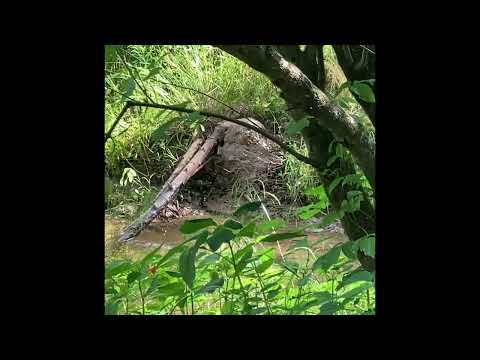 Water moccasin bigger than a beaver #big snake #beaver trapping - YouTube