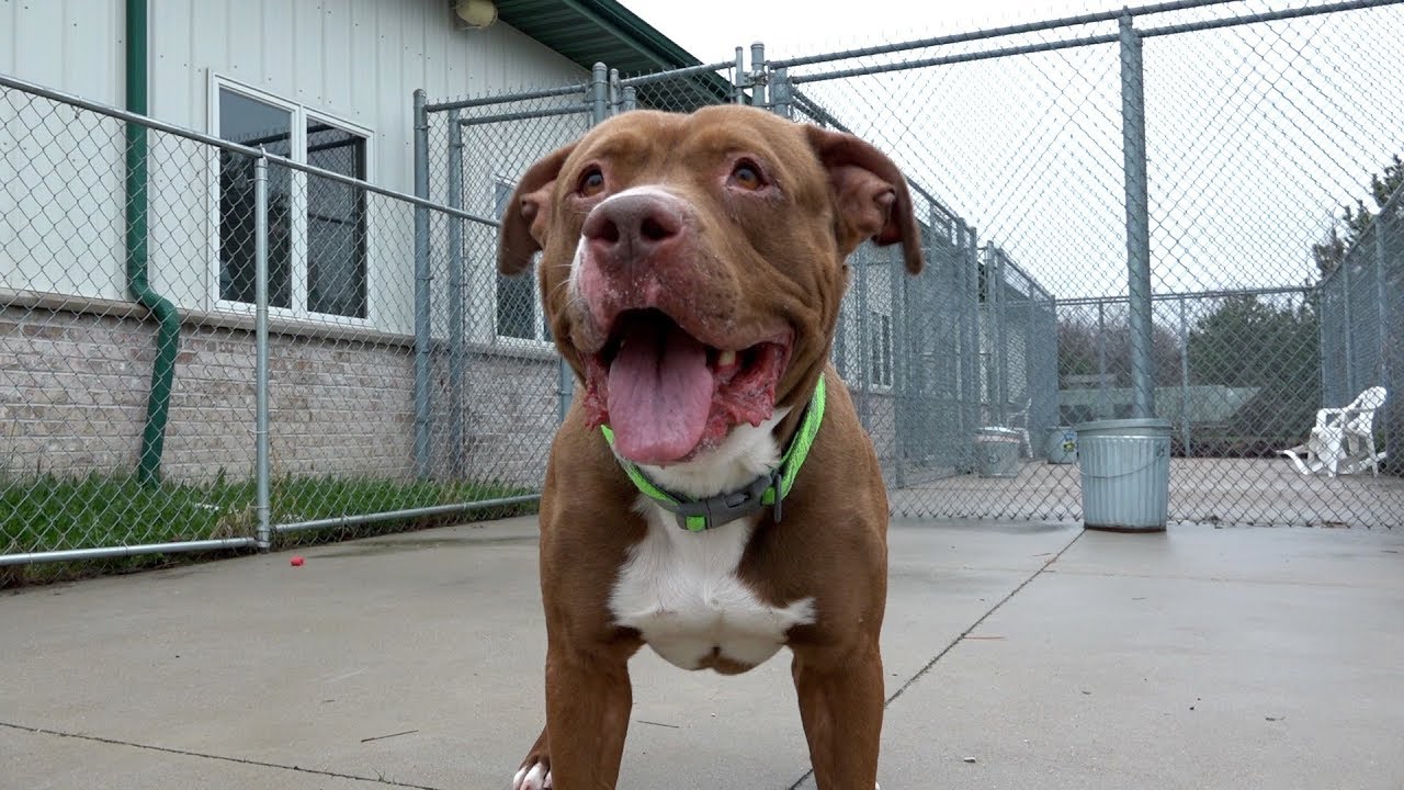 Bay County Animal Control - Pets of the Week for May 3, 2019 - YouTube