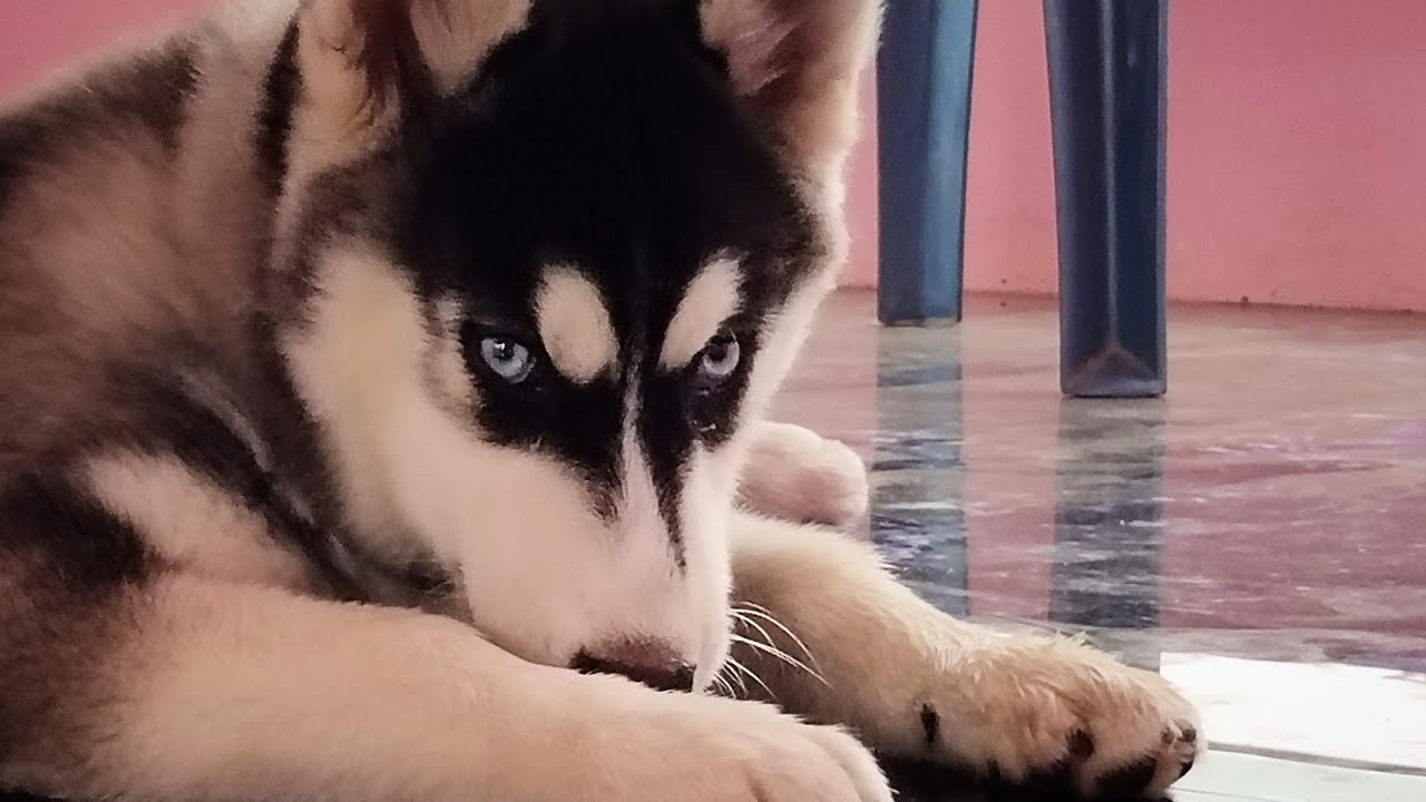Husky puppy/ porn biting force / #husky #dog #biting - YouTube