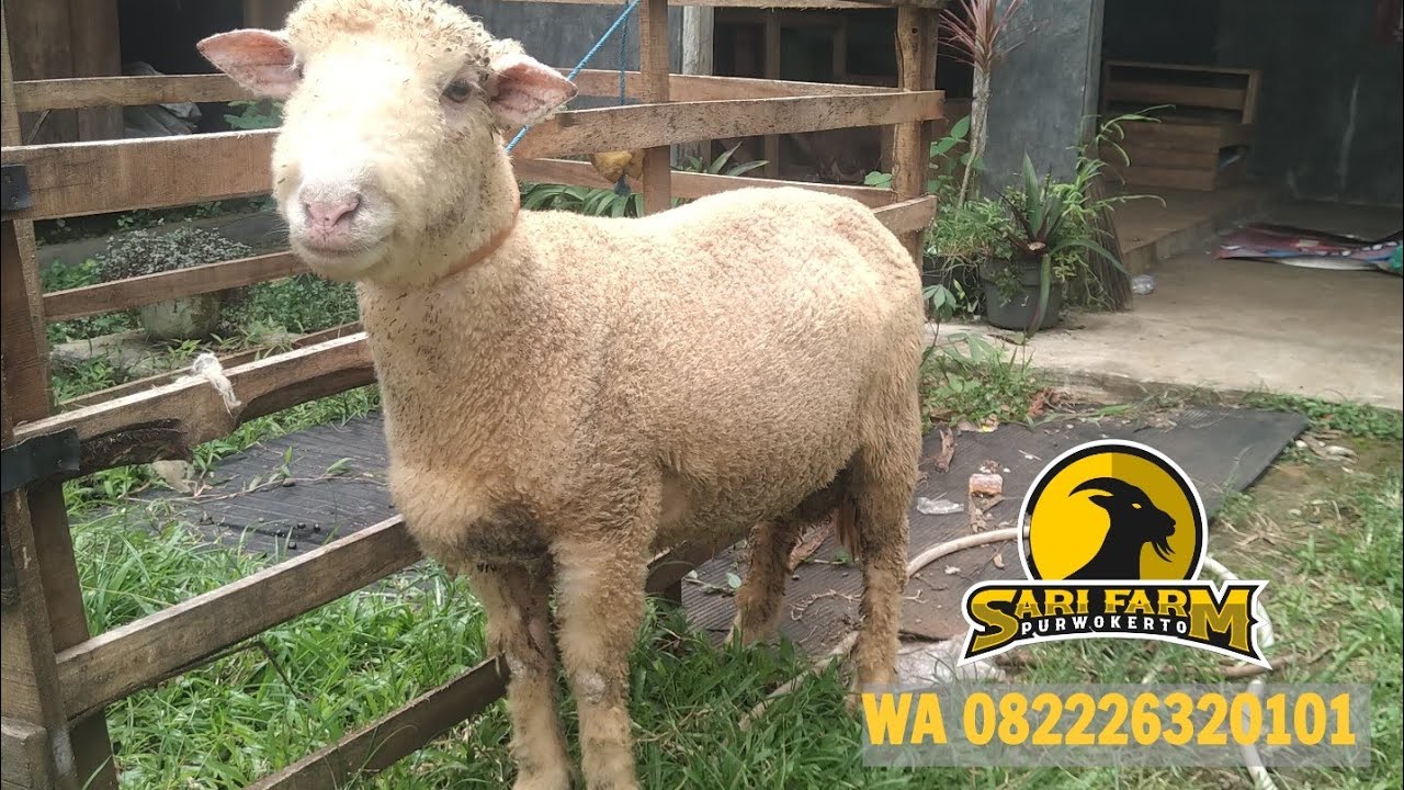 Ready Pejantan Domba Merino Full Bulu Sampai Telinga - Materi Breeding ...