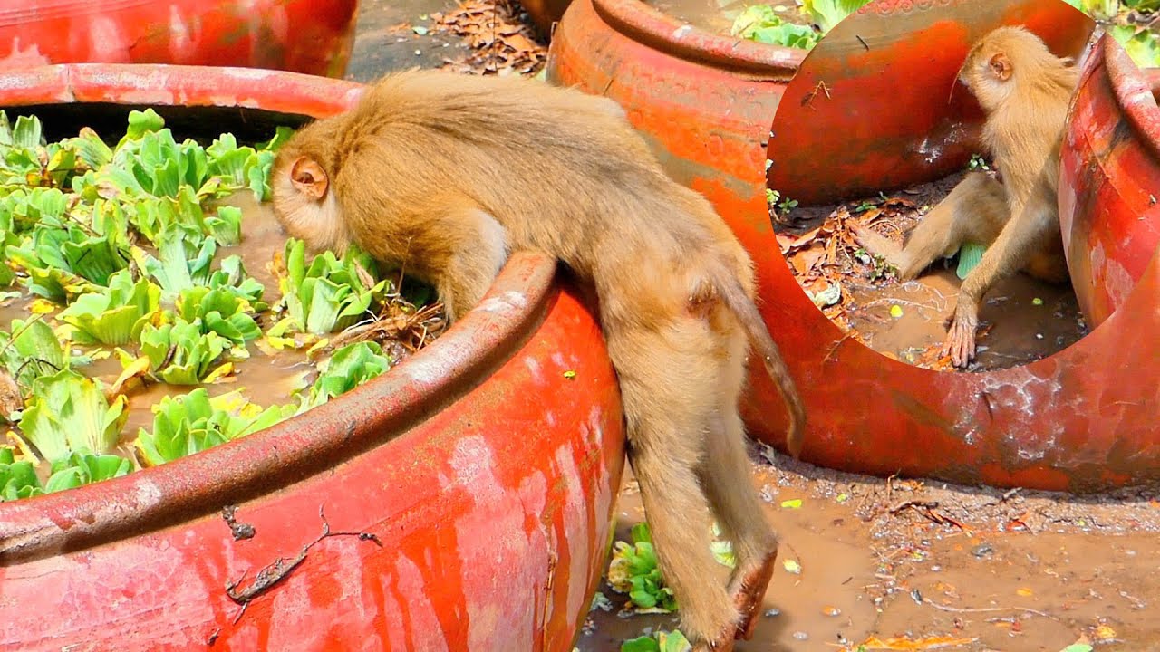 OMG..! Moka monkey is so hot || she wants to swim but she can't do it ...