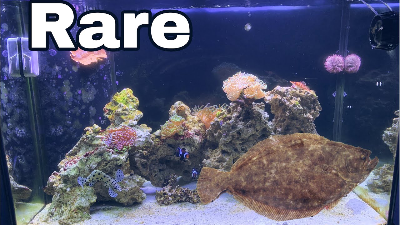 FIRST EVER DEEP SEA AQUARIUM FISH ON YOUTUBE!!!! - YouTube