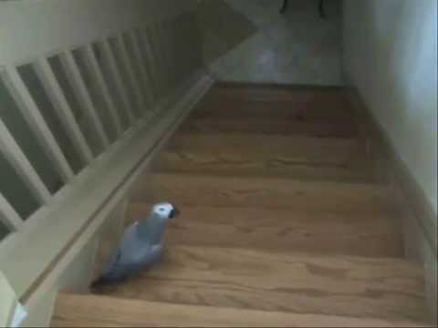 Parrot Speech Hypothesis ~ FlyChomperFly Research Series: PARROTING ...