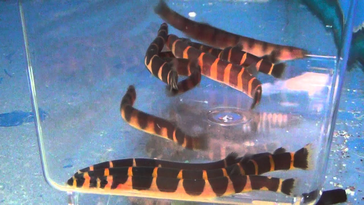 coolie loach 10 lot- www.aquabid.com - YouTube