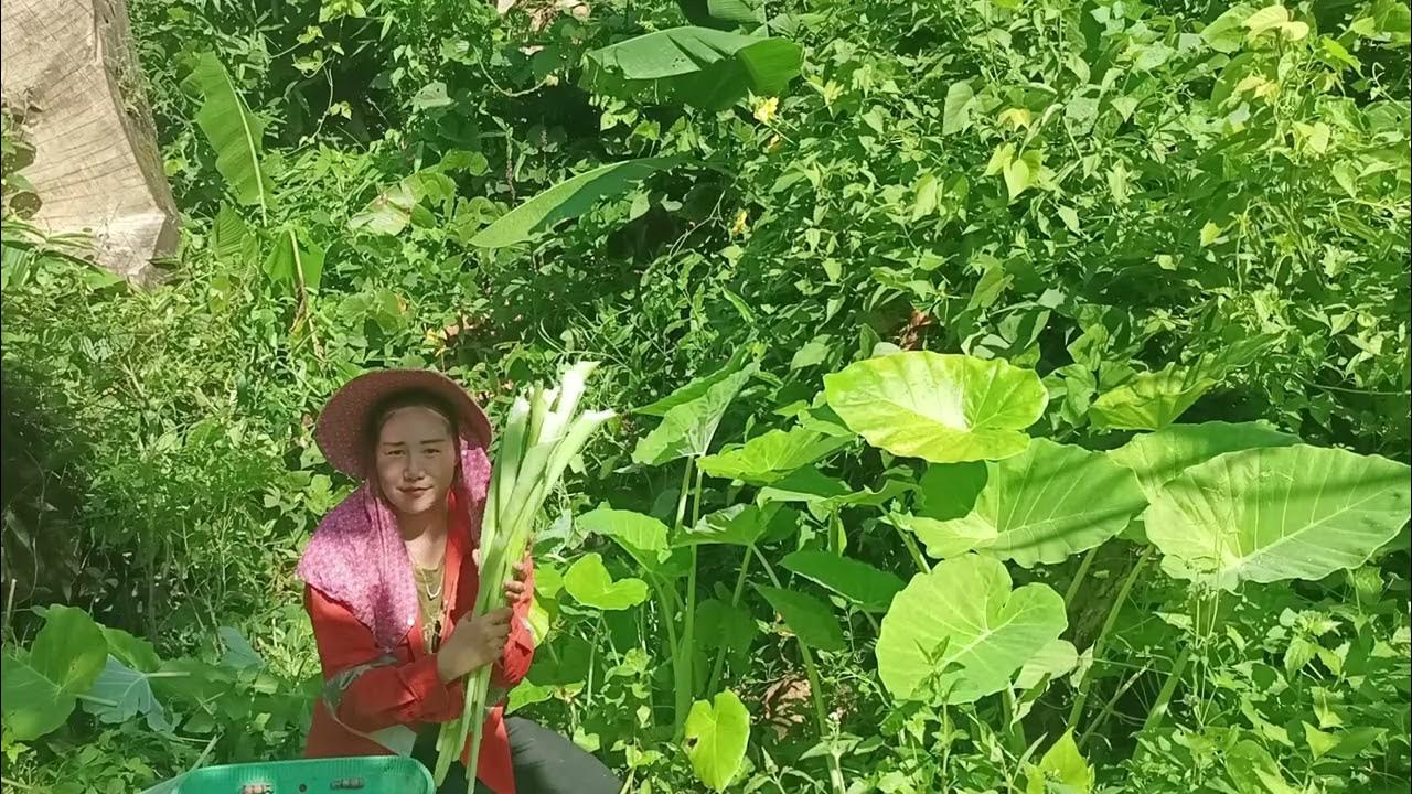 hnub no mu saib kuv li teb ntoo os - YouTube