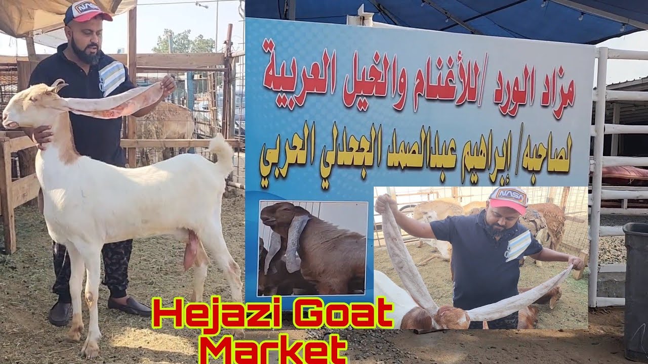 Jeddah Saudi Arabia Bakra Mandi | Hejazi Goats In Saudi Arabia ...